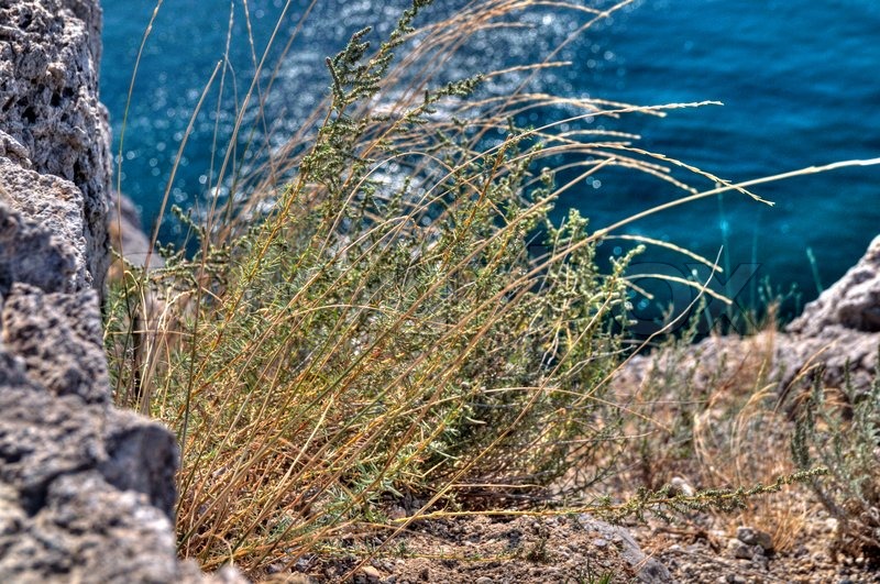Bush grass on the rocky shore | Stock image | Colourbox