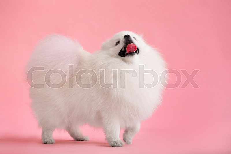 Pink Pomeranian Puppies