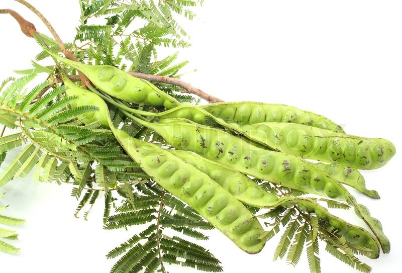 Tropical stinking edible beans on white ... | Stock image | Colourbox