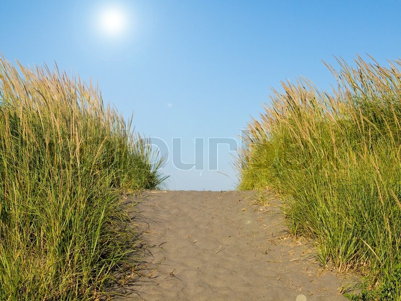Green and Yellow Beach Grass on a Path ... | Stock image | Colourbox