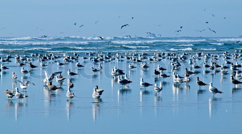 A Variety of Seabirds at the Seashore | Stock Photo | Colourbox