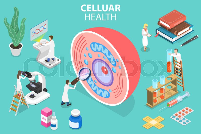 Cell organelles biological vector illustration diagram | Stock vector ...