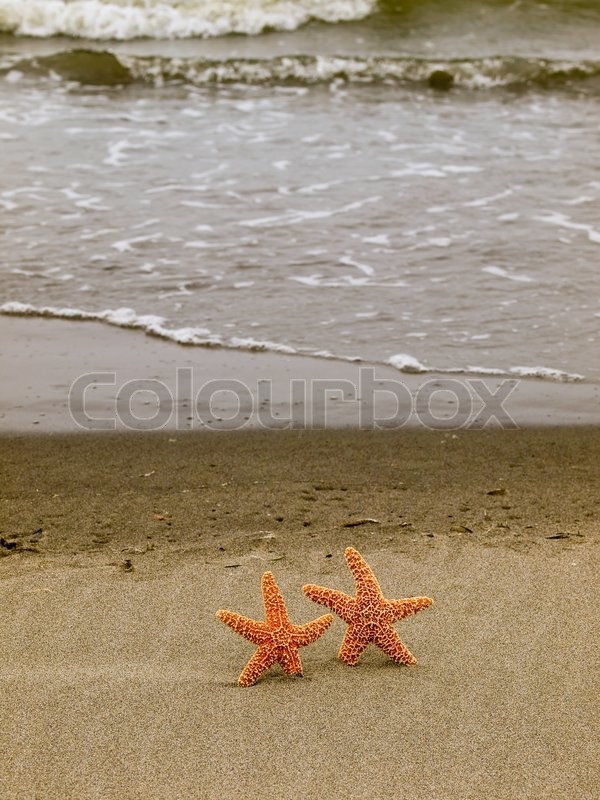 Two Starfish on the Shoreline with ... | Stock image | Colourbox