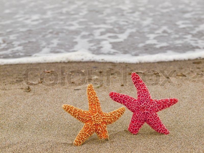 Two Starfish On The Beach
