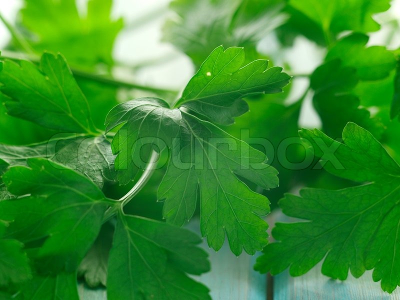 Close up of parsley leaves | Stock image | Colourbox
