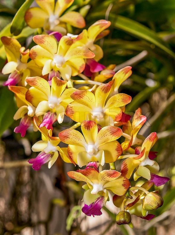 The Beautiful orchid | Stock image | Colourbox