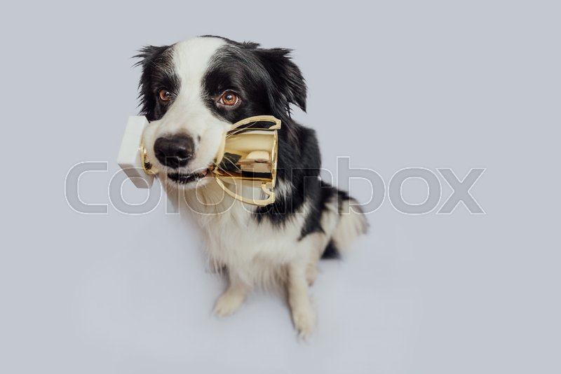Border Collie Gold