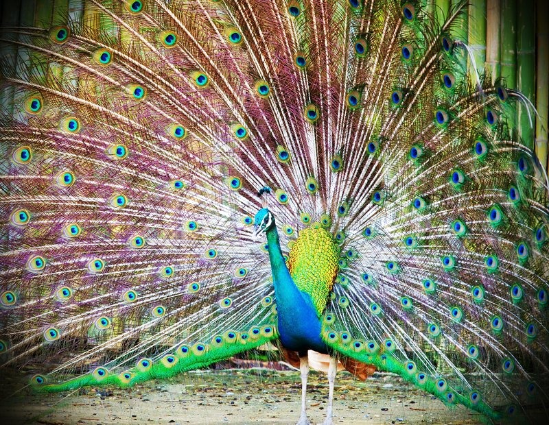 Peacock | Stock image | Colourbox