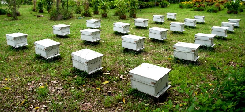 The Beehives farm | Stock image | Colourbox