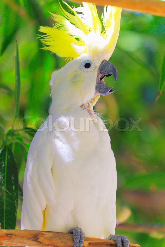 White Parrot Bird