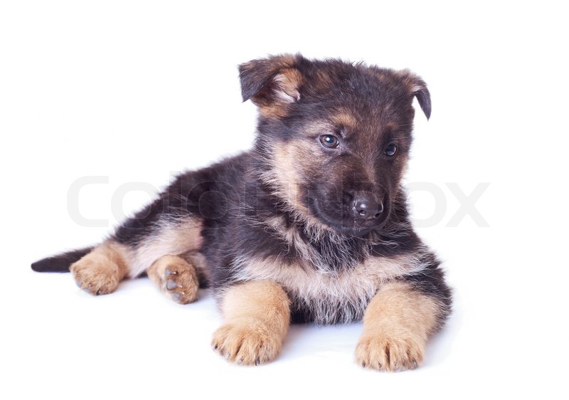 Deutsch Schäferhund Welpen | Stock Bild | Colourbox