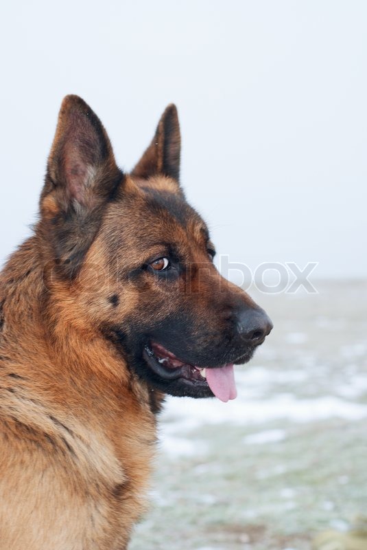 Schæferhund | Stock foto | Colourbox