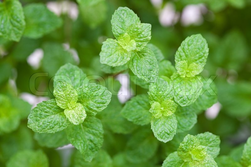 Mint leaves | Stock image | Colourbox