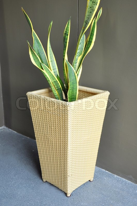 Rattan flower pot | Stock image | Colourbox