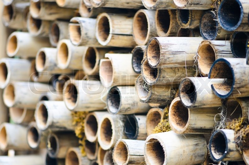 Bamboo cuts | Stock image | Colourbox