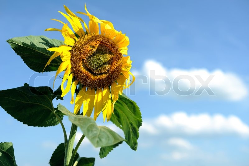 Funny flower | Stock image | Colourbox