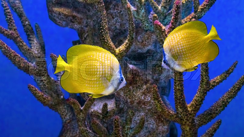 Neon Yellow Fish