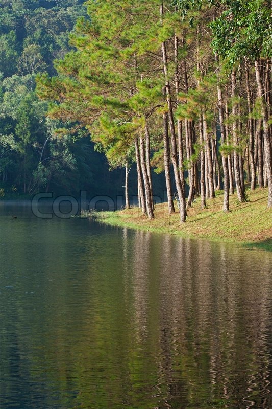 Landscape with pine trees lake | Stock image | Colourbox