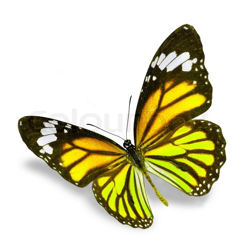Beautiful Yellow Butterfly Pictures