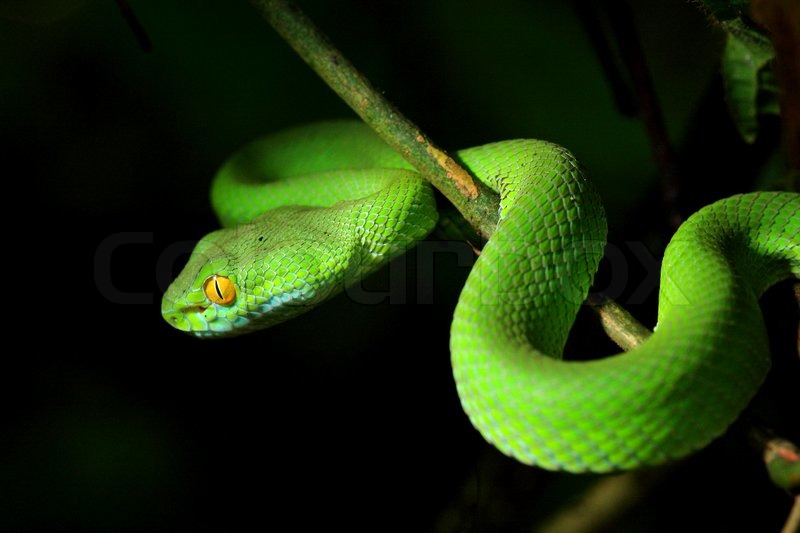 Green Snake | Stock Photo | Colourbox