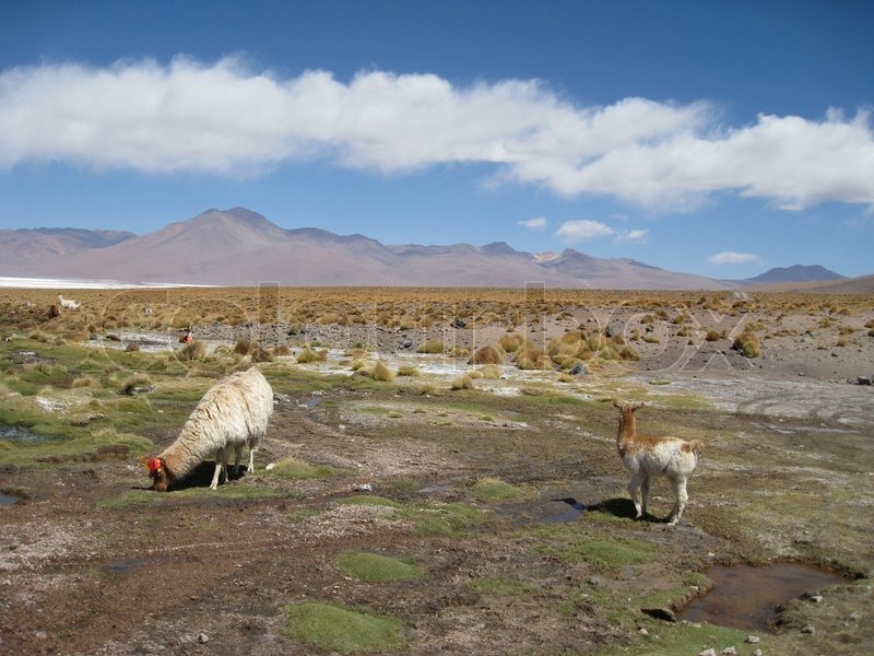 Lama | Stock Bild | Colourbox