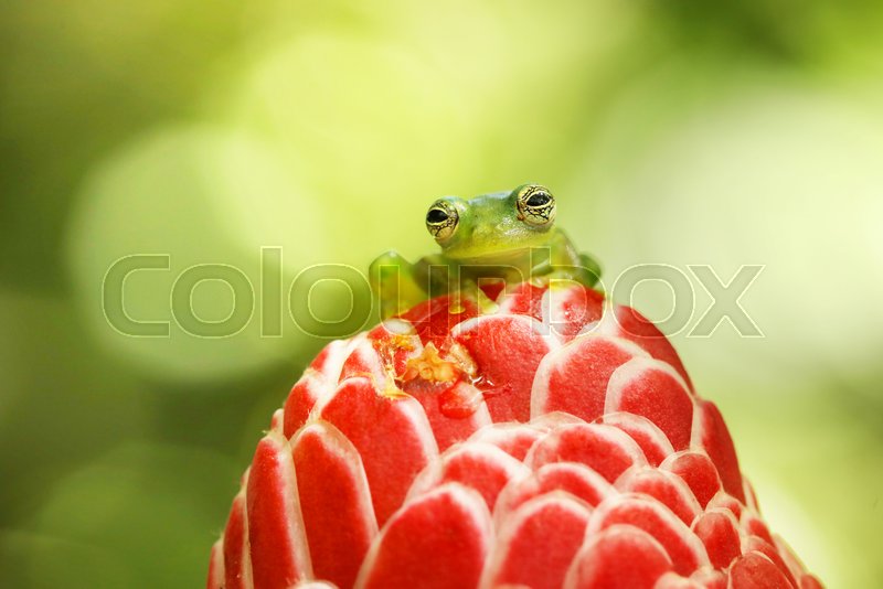 Glass Frog Eating