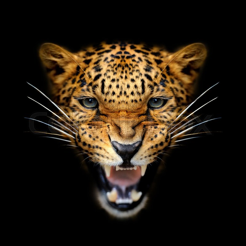 Angry Leopard Face