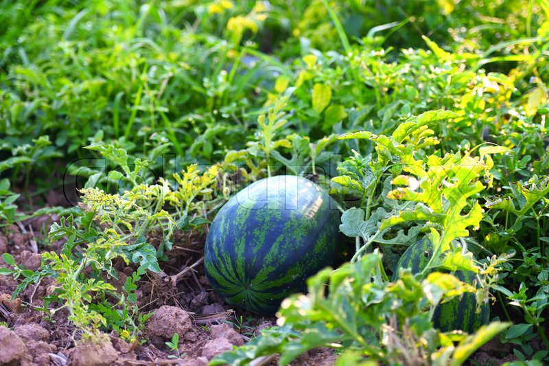 Watermelon Field