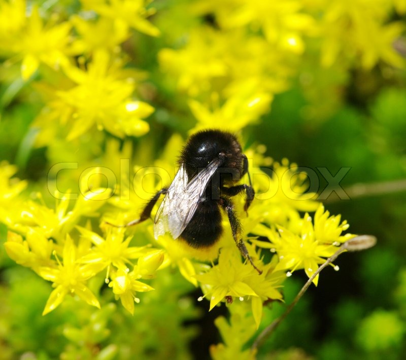 Bumblebee | Stock Photo | Colourbox