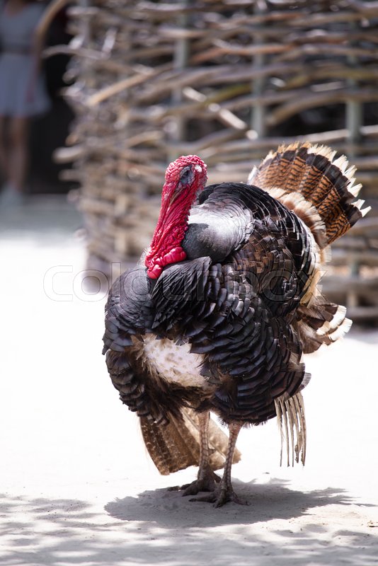 Turkey Gobbler