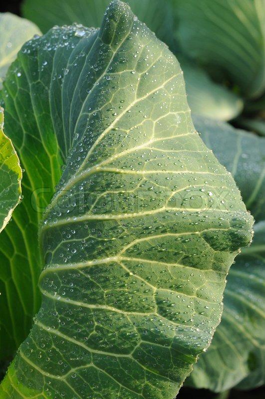 Leaf of cabbage | Stock image | Colourbox