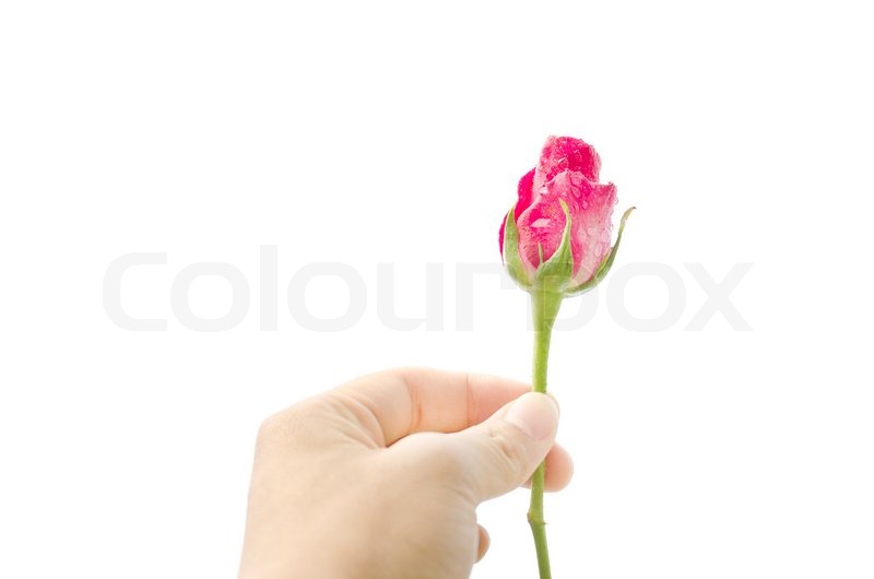 Rose in hand,giving rose | Stock image | Colourbox