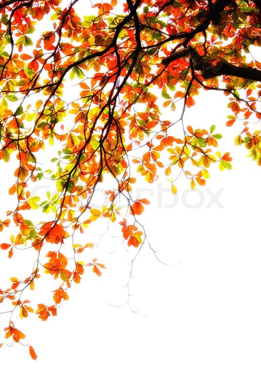 Fall leaves on white background | Stock image | Colourbox