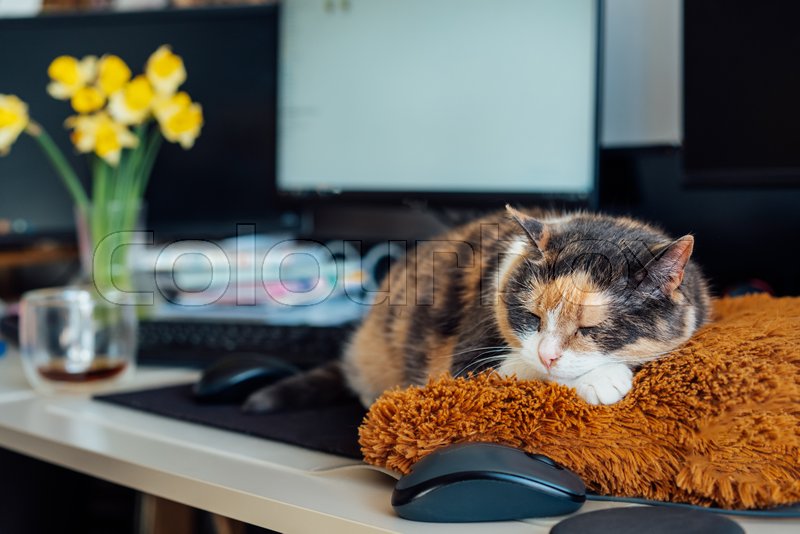 Sleepy Animals At Work