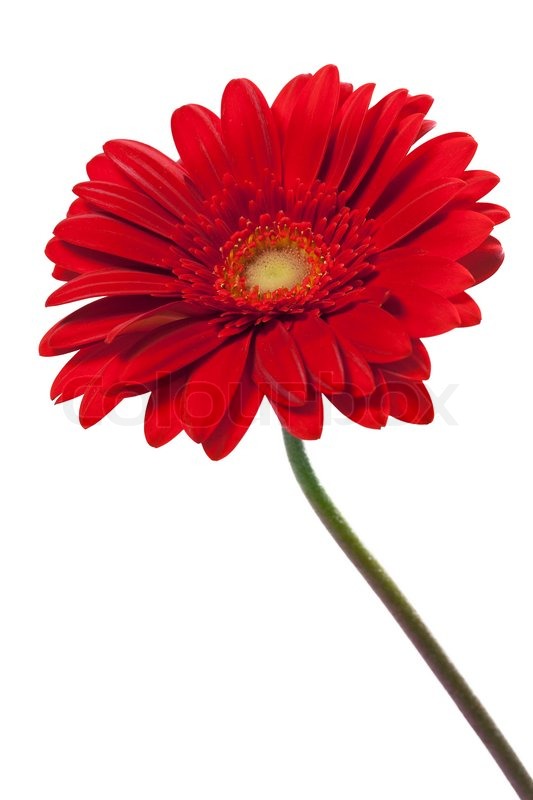 Beautiful red gerbera flower isolated | Stock image | Colourbox