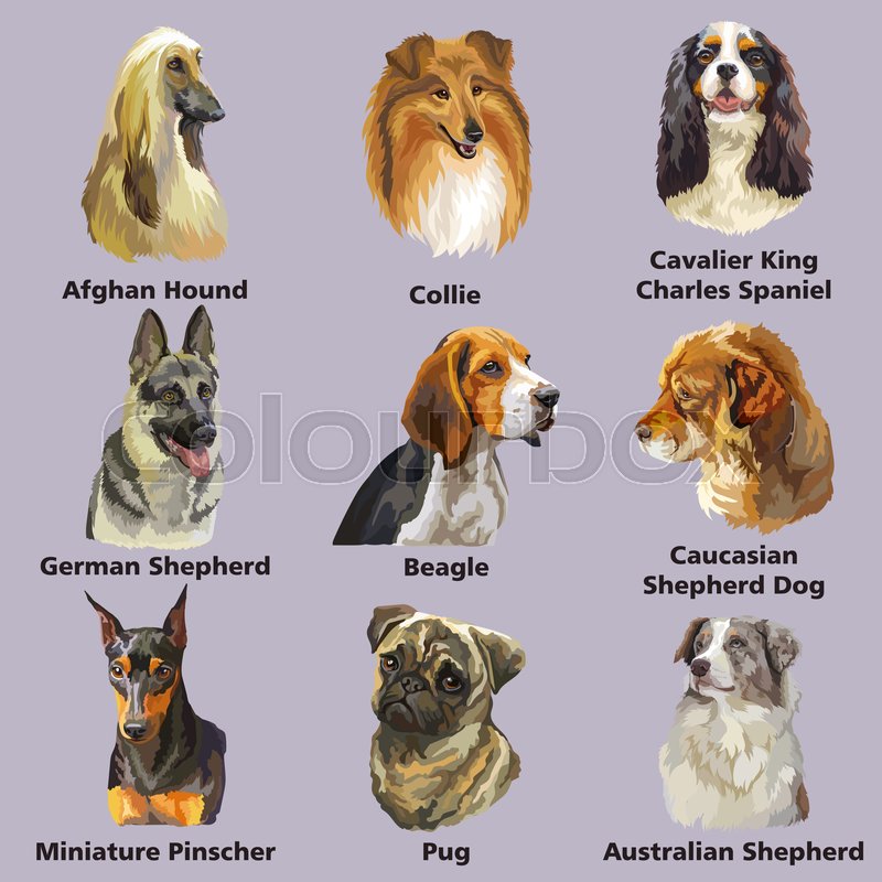 All Types Of Dogs Chart