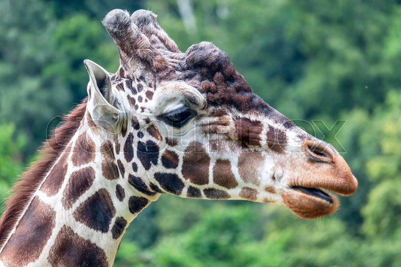 Giraffe Head Side