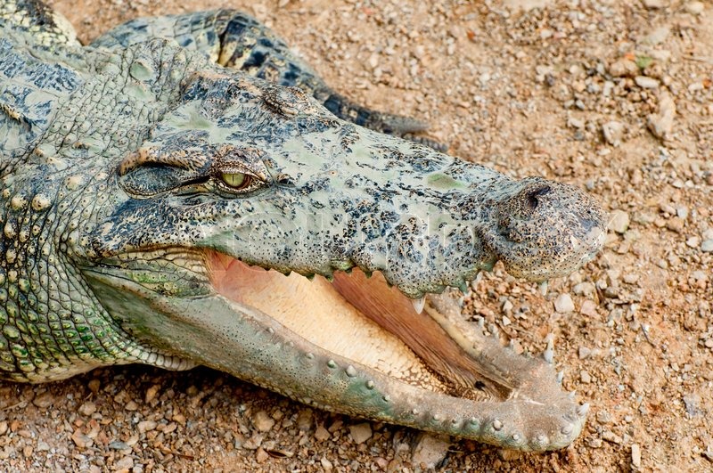 The Crocodile | Stock image | Colourbox