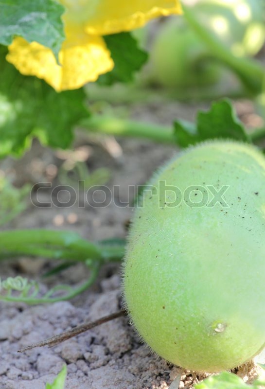 Ash Gourd | Stock image | Colourbox