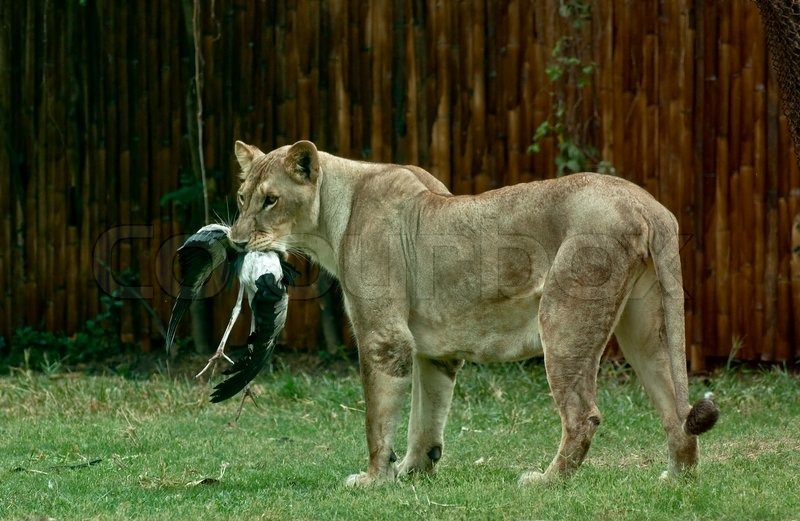 The Female African Lion Panthera leo eating bird in zoo | Stock Photo ...