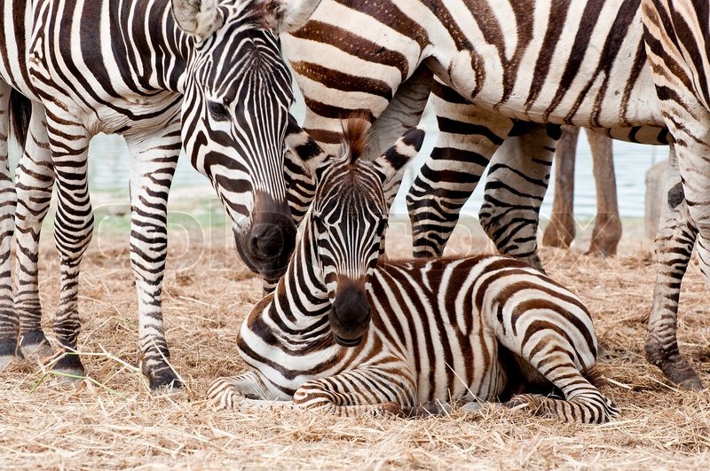 The Zebra family | Stock image | Colourbox