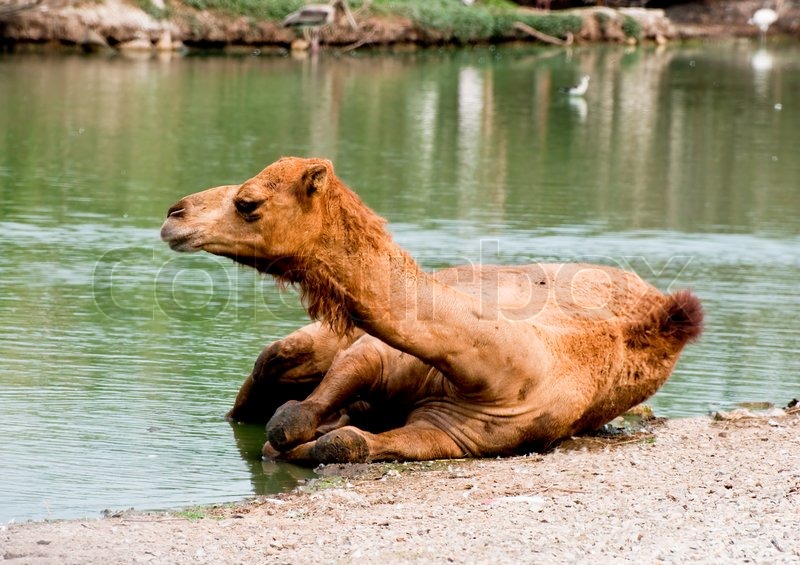 The Camel soak on the water | Stock Photo | Colourbox