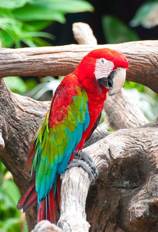 The Beautiful macaw | Stock Photo | Colourbox