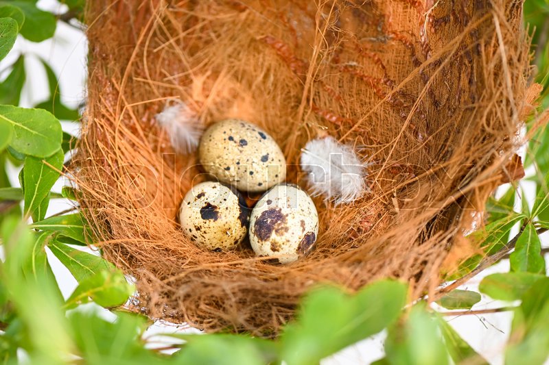 Bird Nest In Tree With Eggs