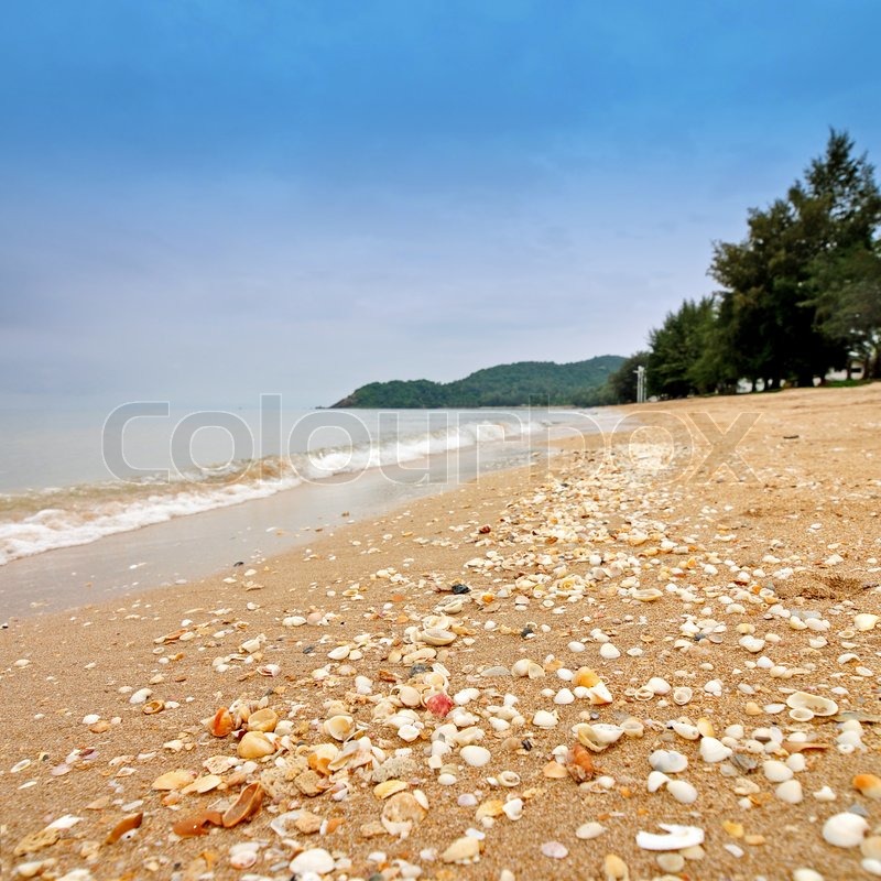 Muscheln auf Sand am Strand | Stock Bild | Colourbox
