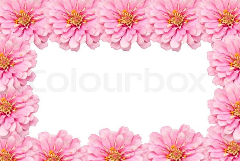 "Zinnia flowers border background" | Stock image | Colourbox