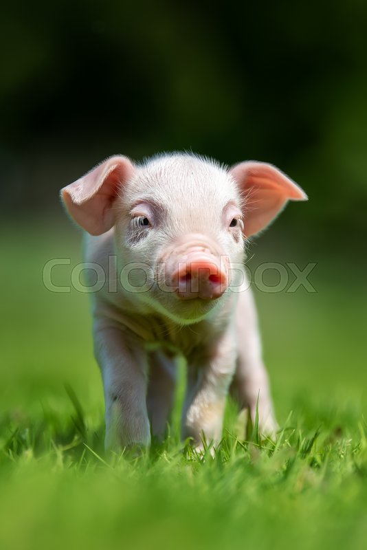 The Cutest Piglet In Spring