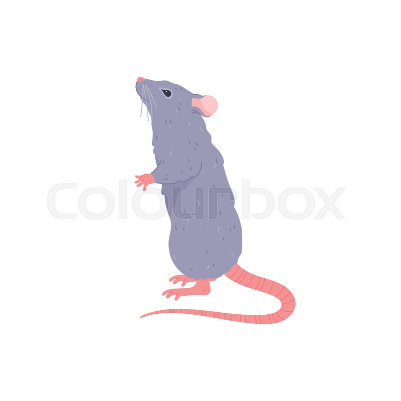 Realistic Cartoon Rat