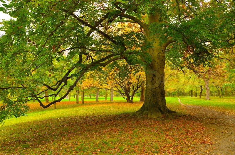 Großer Baum | Stock Bild | Colourbox
