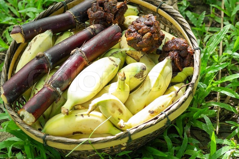 African Elephant Food